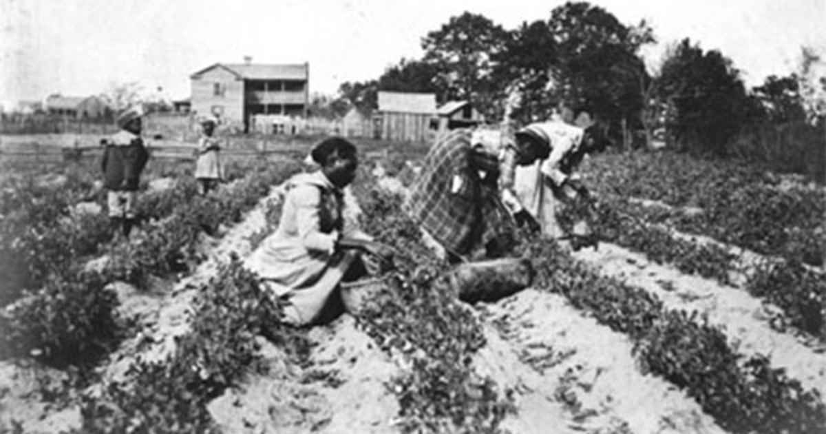 Slavery by Another Name: The Economy of Sharecropping - Signature ...