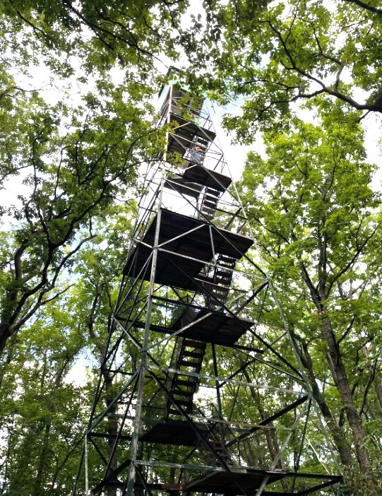 11 Things to Love About the Cook Forest 25K Trail Challenge | by Brynn ...