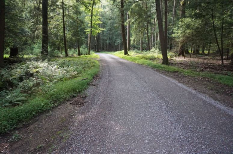 11 Things to Love About the Cook Forest 25K Trail Challenge | by Brynn ...