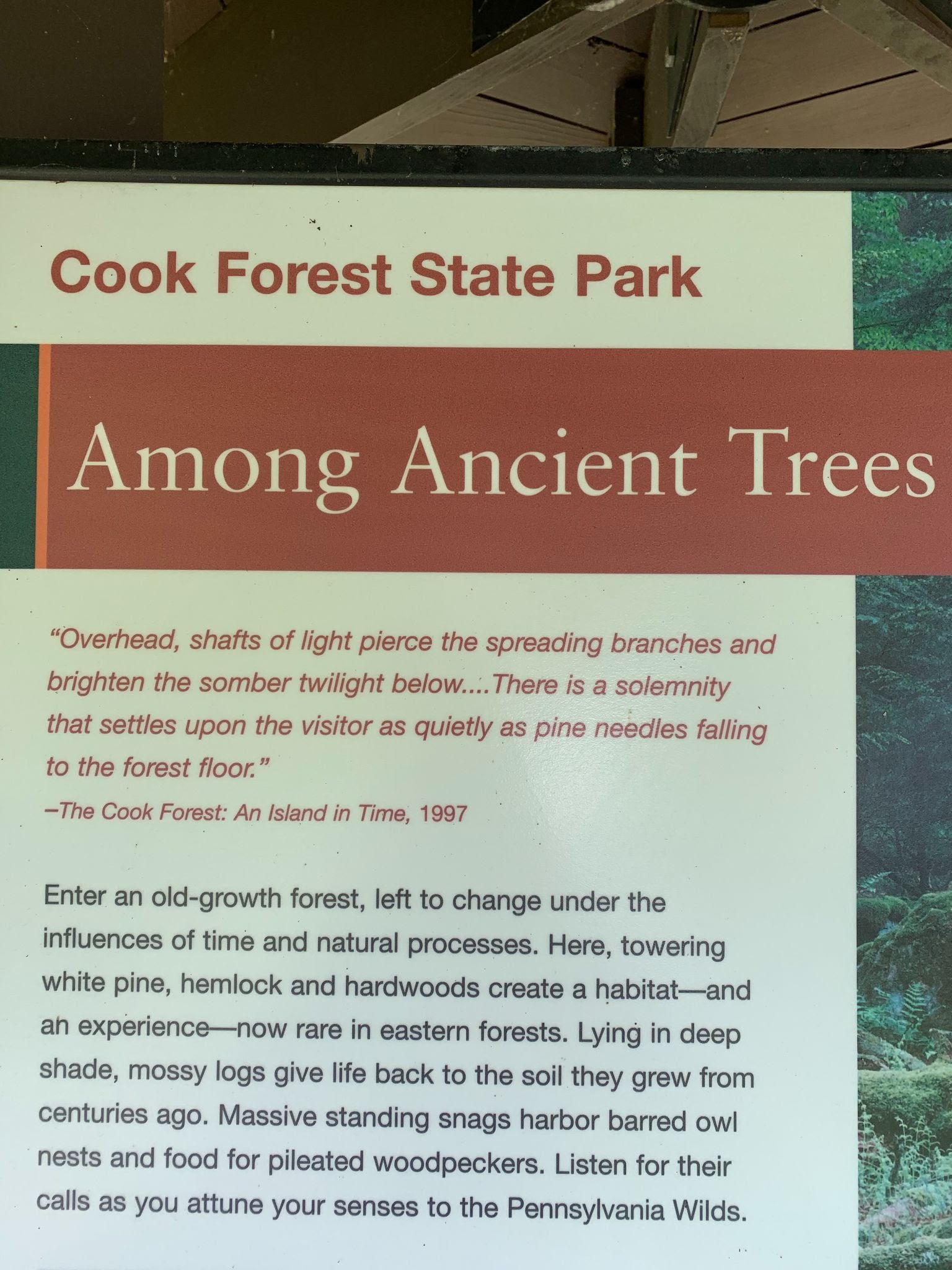 Cook Forest Crush: When a Race Doesn't Go as Planned | by Brynn ...