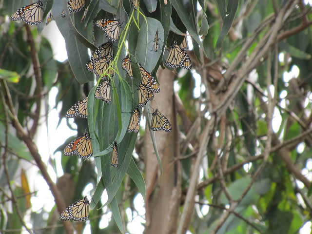 Monarch Grove Butterfly Sanctuary in Monterey County