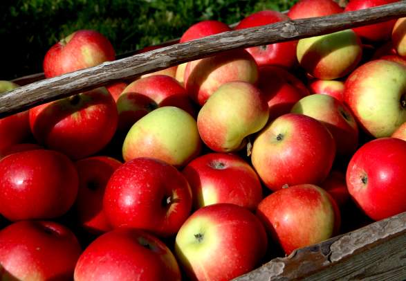 Food Festivals, Fairs and Events | Guide and Calendar | Visit Norway