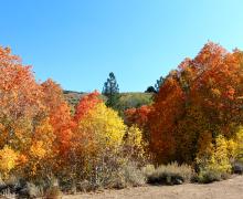 Fall Colors in Mono County - Mono County Tourism and Film Commission