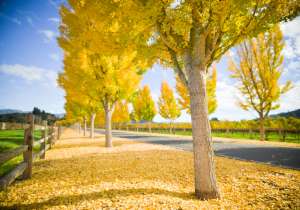 Visit Napa Valley | Wineries, Hotels, Events & Restaurants