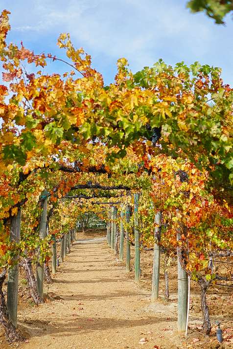 Temecula Valley, CA Visitors Guide To Hotels, Wineries, & Things To Do