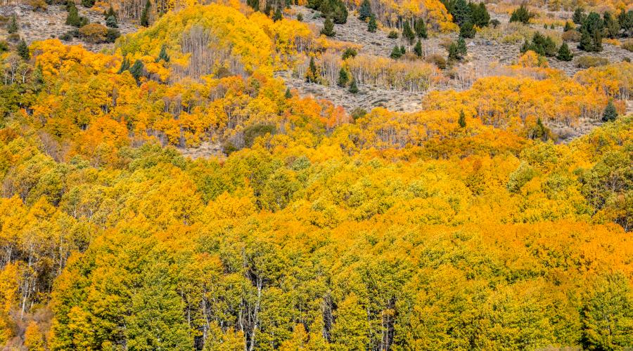 Fall Colors in Mono County - Mono County Tourism and Film Commission