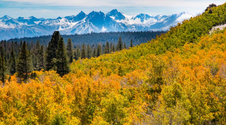 Fall Colors in Mono County - Mono County Tourism and Film Commission