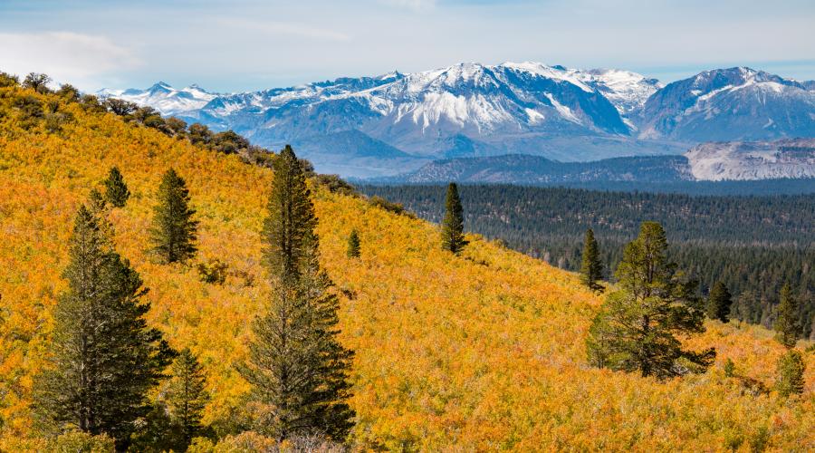 Fall Colors in Mono County - Mono County Tourism and Film Commission