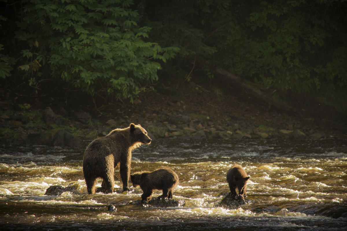 Bear Viewing on Admiralty Island near Juneau, Alaska | Travel Juneau