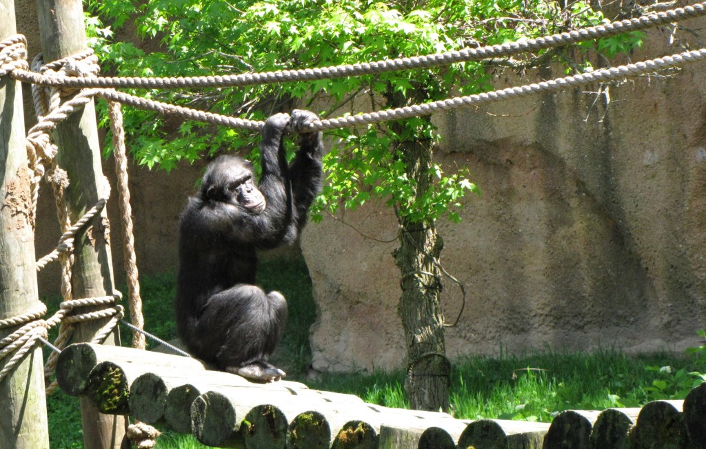 Grizzly Bears at the John Ball Zoo | Things to Do in Grand Rapids