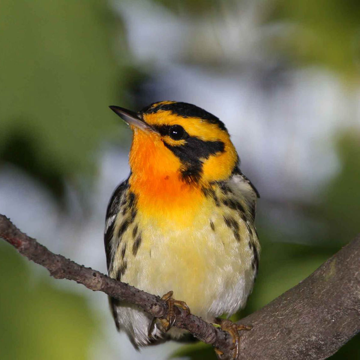 Explorers of the Blue Ridge Parkway | Asheville, NC's Official Travel Site