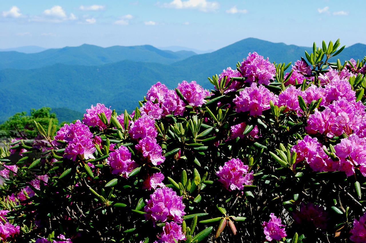 Explorers of the Blue Ridge Parkway | Asheville, NC's Official Travel Site
