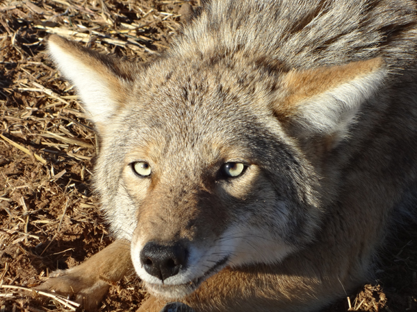 Furbearing and Trapping in Kansas