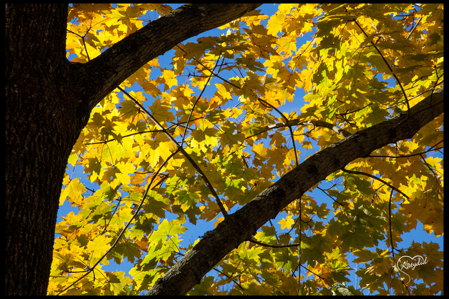 How Composition Will Improve Your Picture Taking Skills