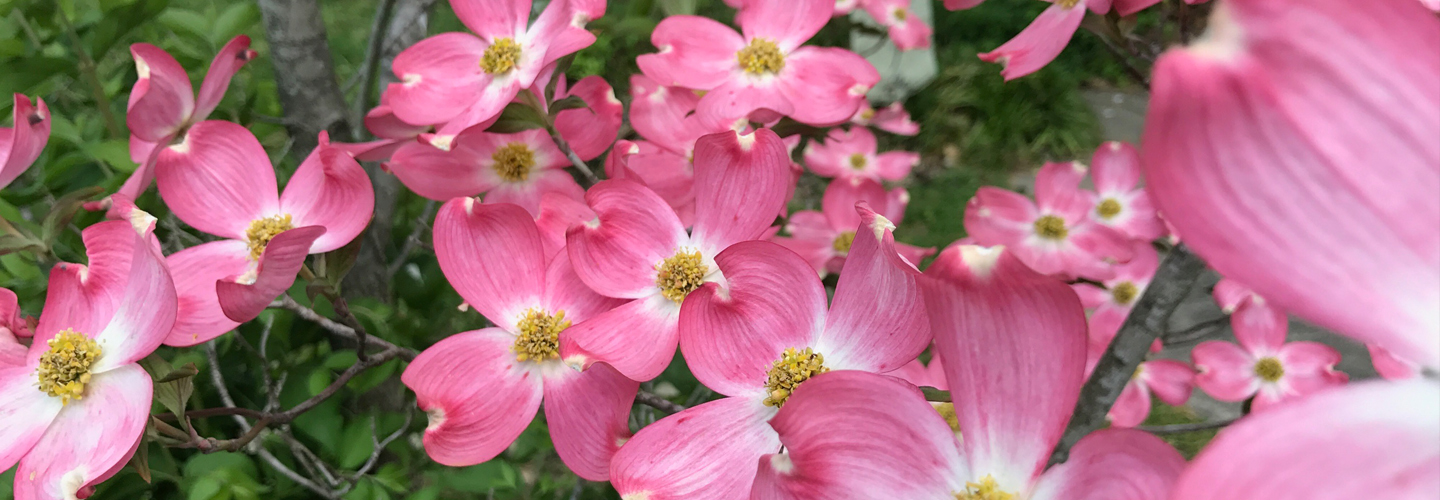 Dogwood Trail Beautiful Spring Paducah's Annual Dogwood Trail Offers A