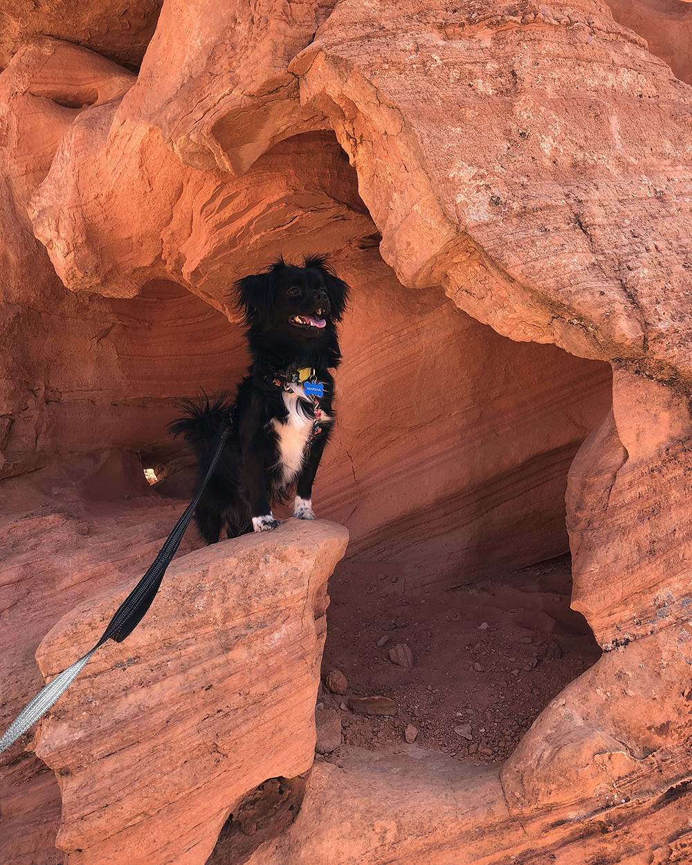 What Can You Do With A Dog In Las Vegas