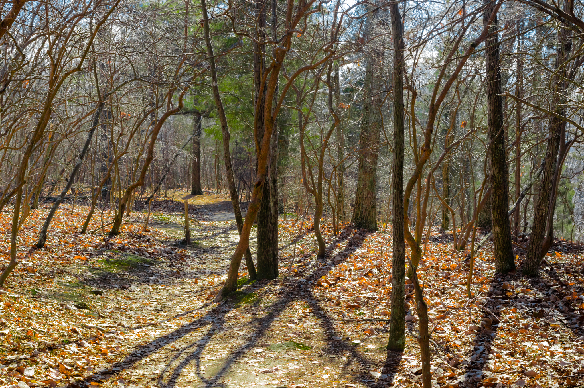 Monte Sano State Park Trails | Winter Hiking & Biking