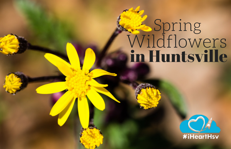 Where to view spring wildflowers in Huntsville