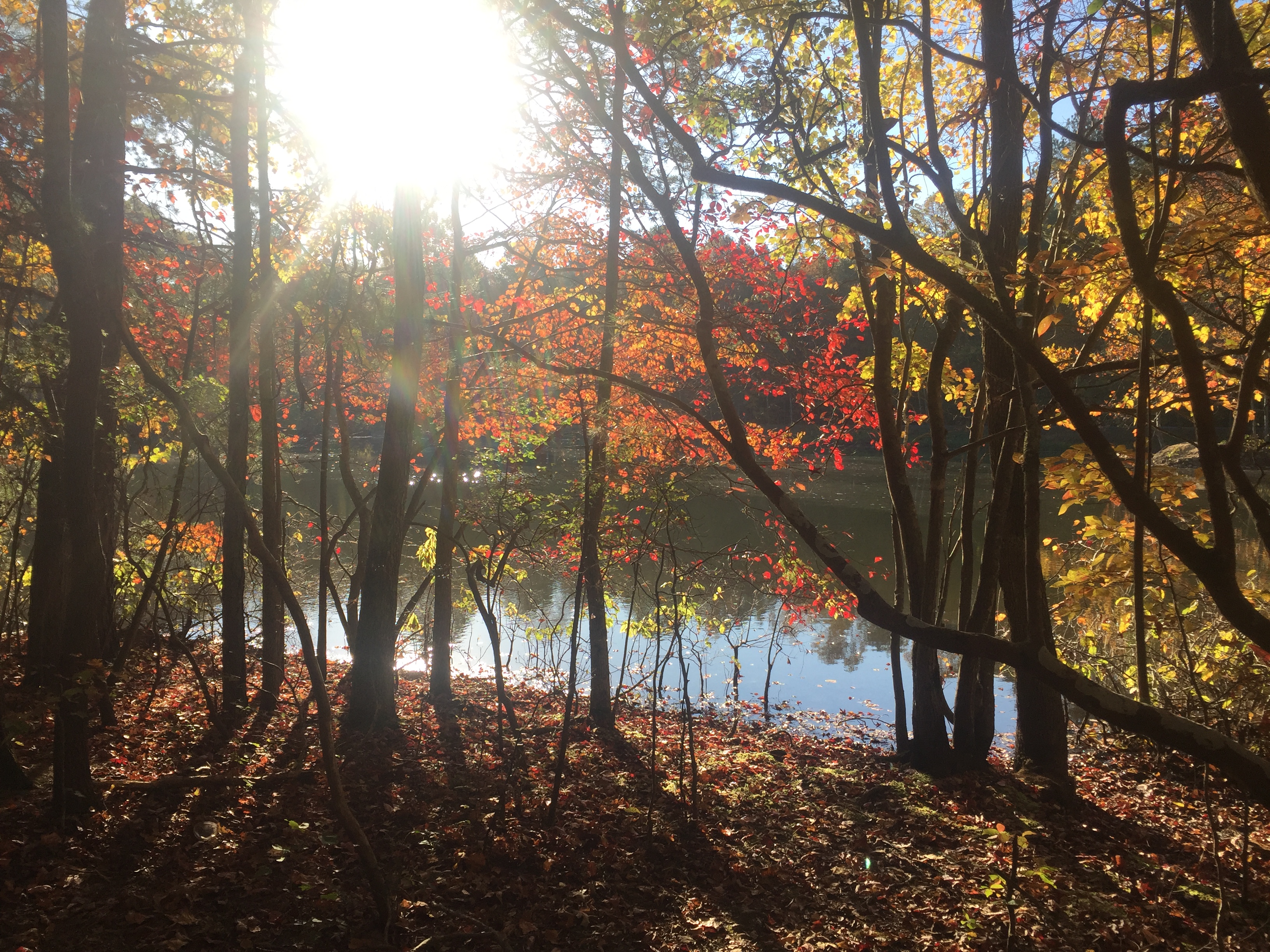 Best Places to See Fall Colors in Huntsville, Alabama