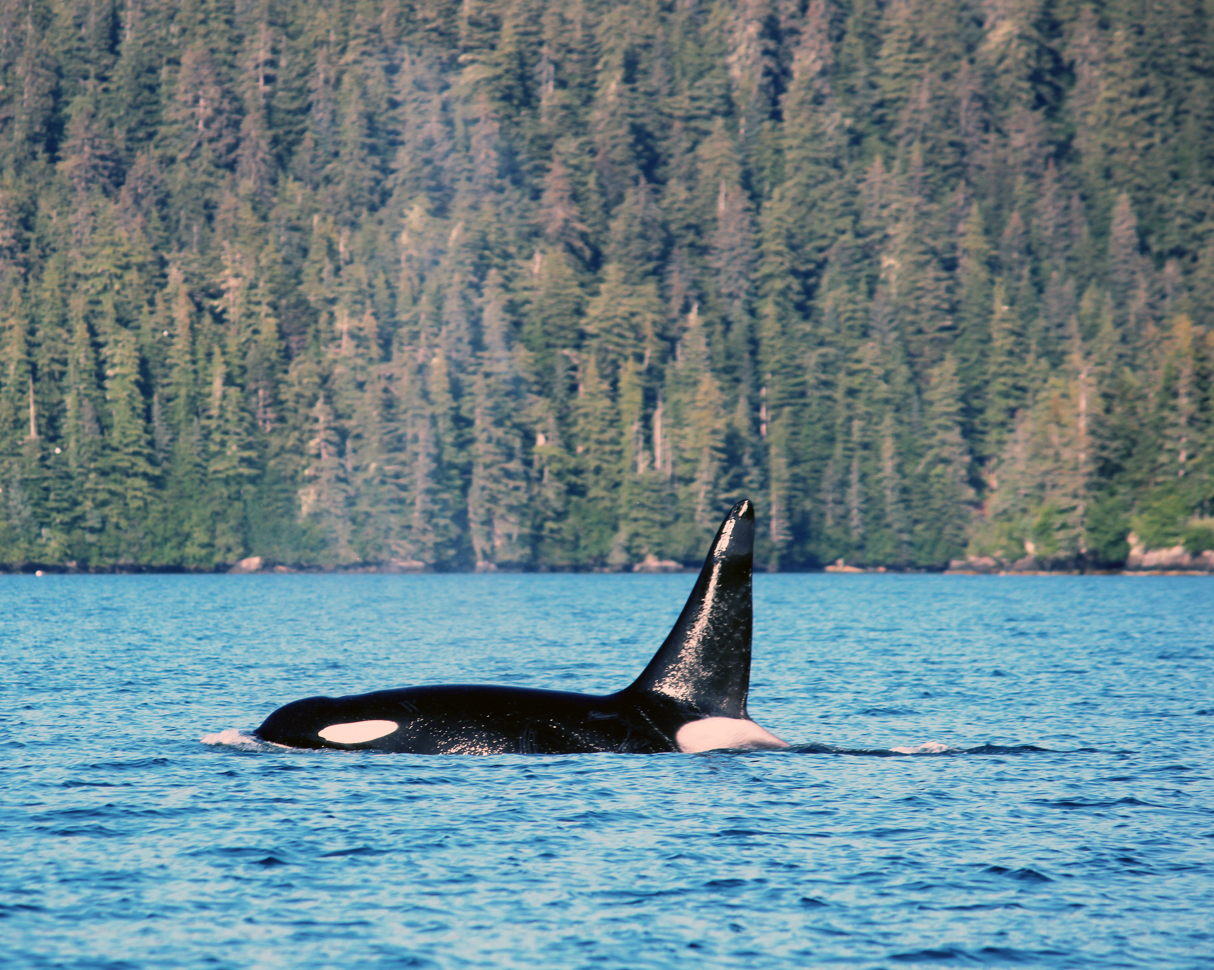 Orcas In Alaska Orcas Alaska Hi Res Stock Photography And Images