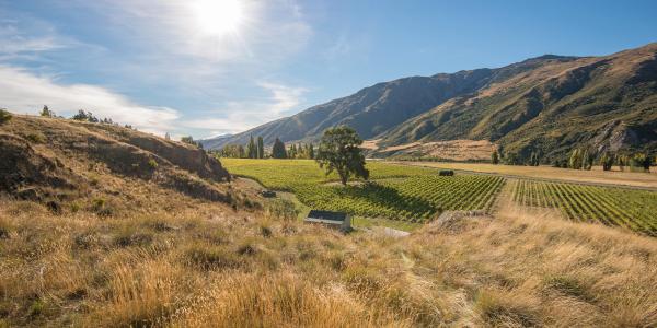 Q&A with Alan Brady, Winemaker | Queenstown, NZ