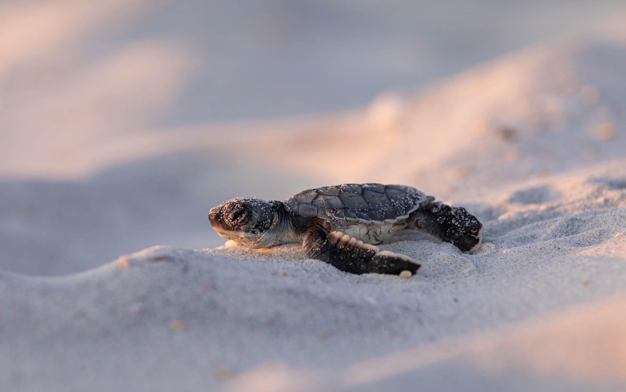 The Season of Turtles: A Simple Act of Kindness Could Save a Life – New ...