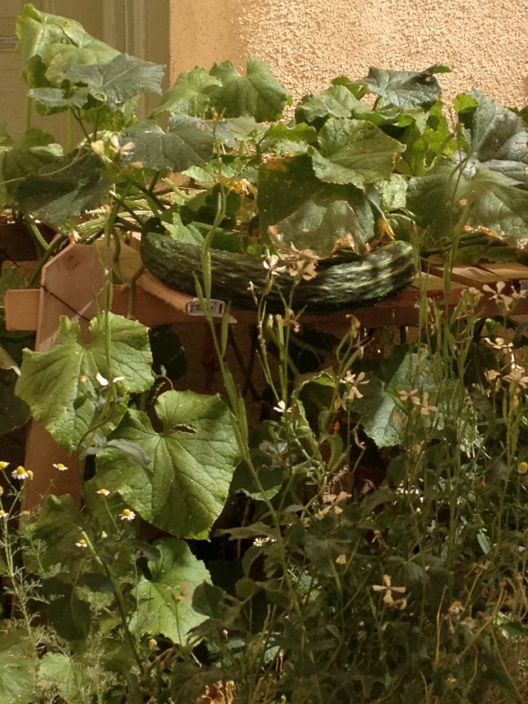 Table Talks with Chef Martin Rios