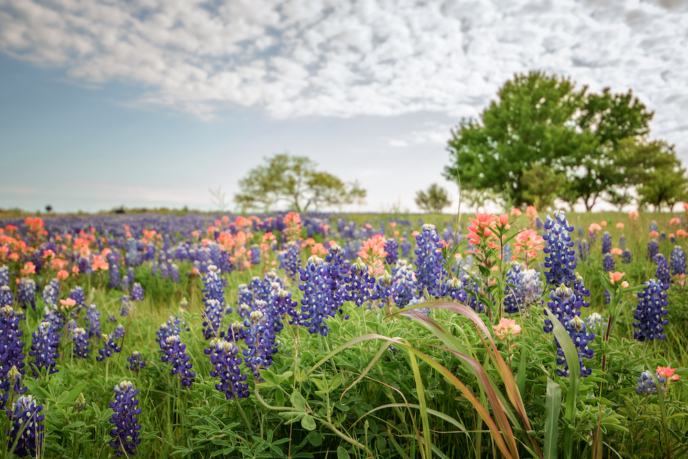 Texas Hill Country Landscape