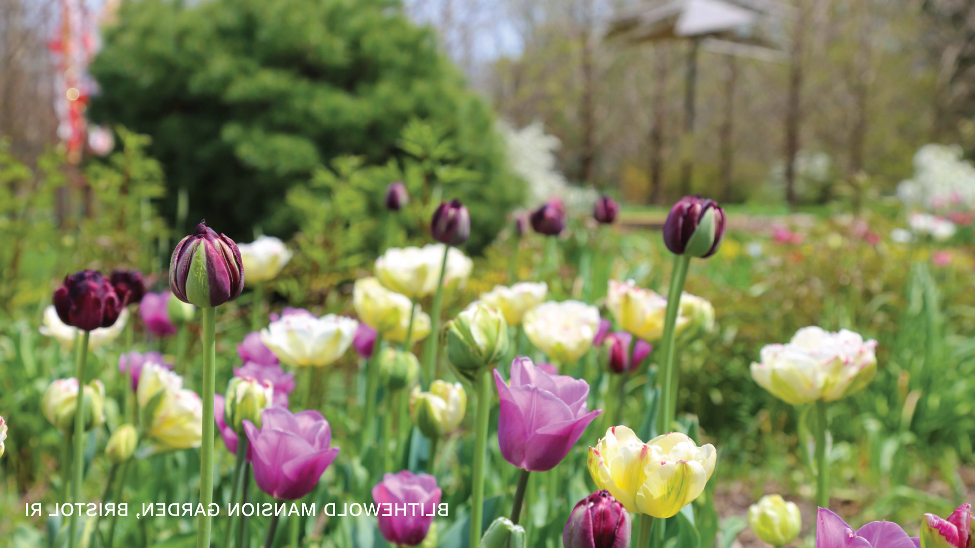 Spring Background Images For Microsoft Teams - Infoupdate.org