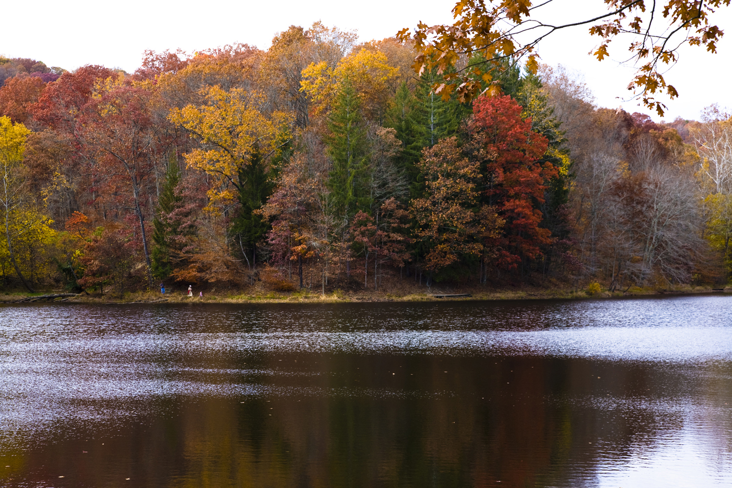 Brown County Leaf Cam