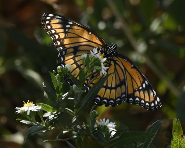 You Won't Believe These Two Wildlife Habitats in Northwest Indiana