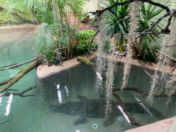 Chomp! Chomp! Alligators & Crocodiles Now at the Indianapolis Zoo