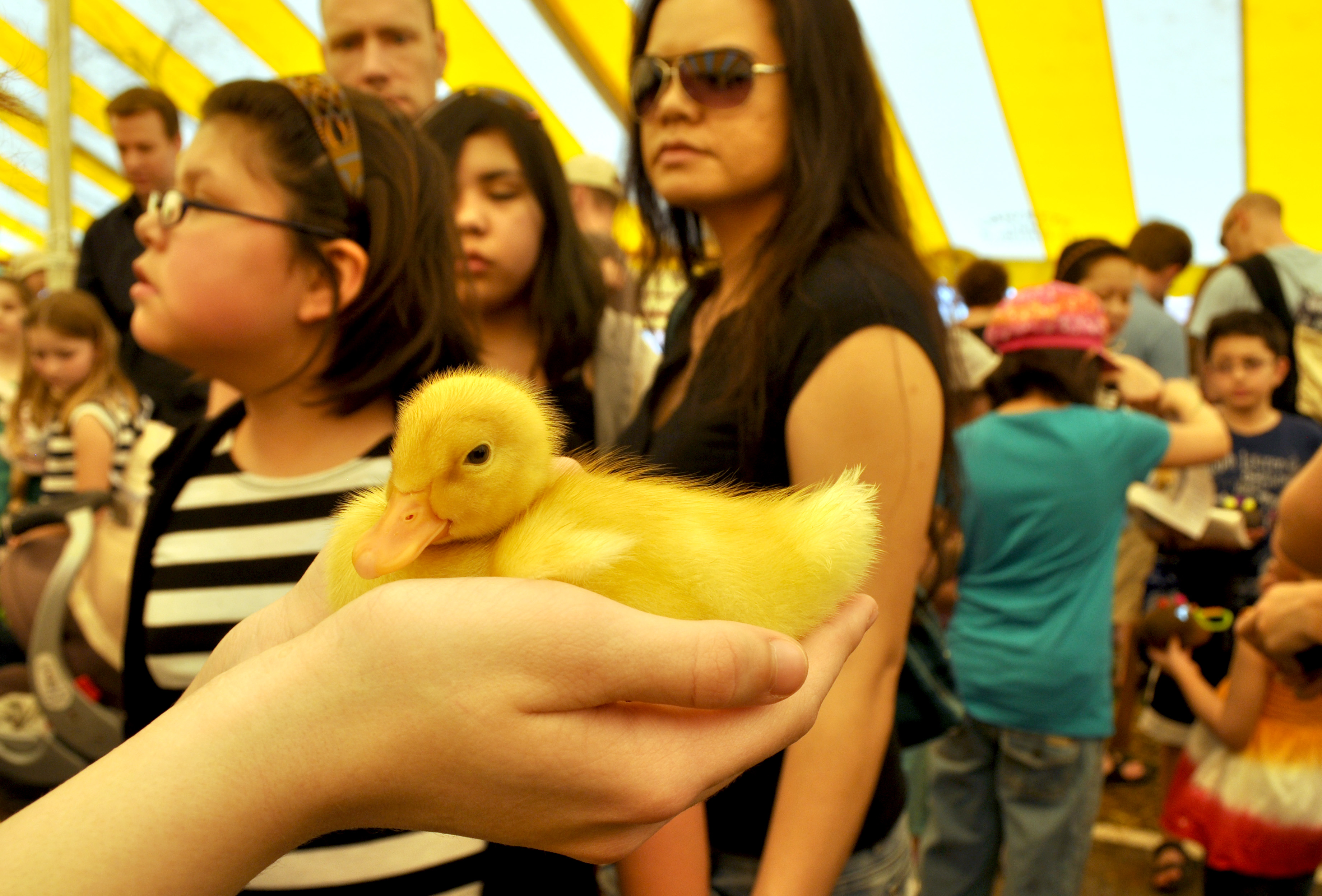 Creepy, Crawly & Fascinating! Learn About Bugs at Purdue's Spring Fest
