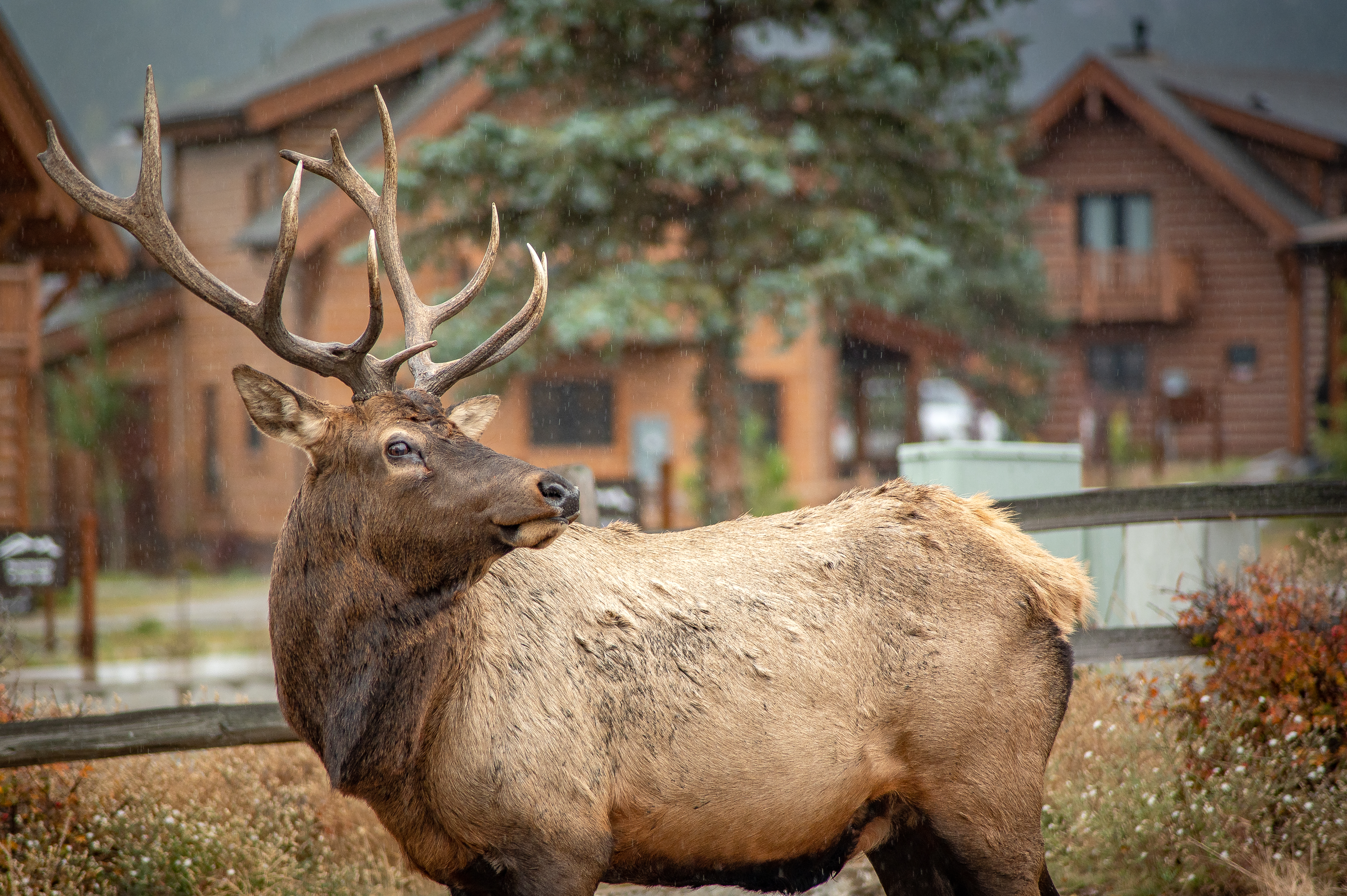 Irish Bull Elk