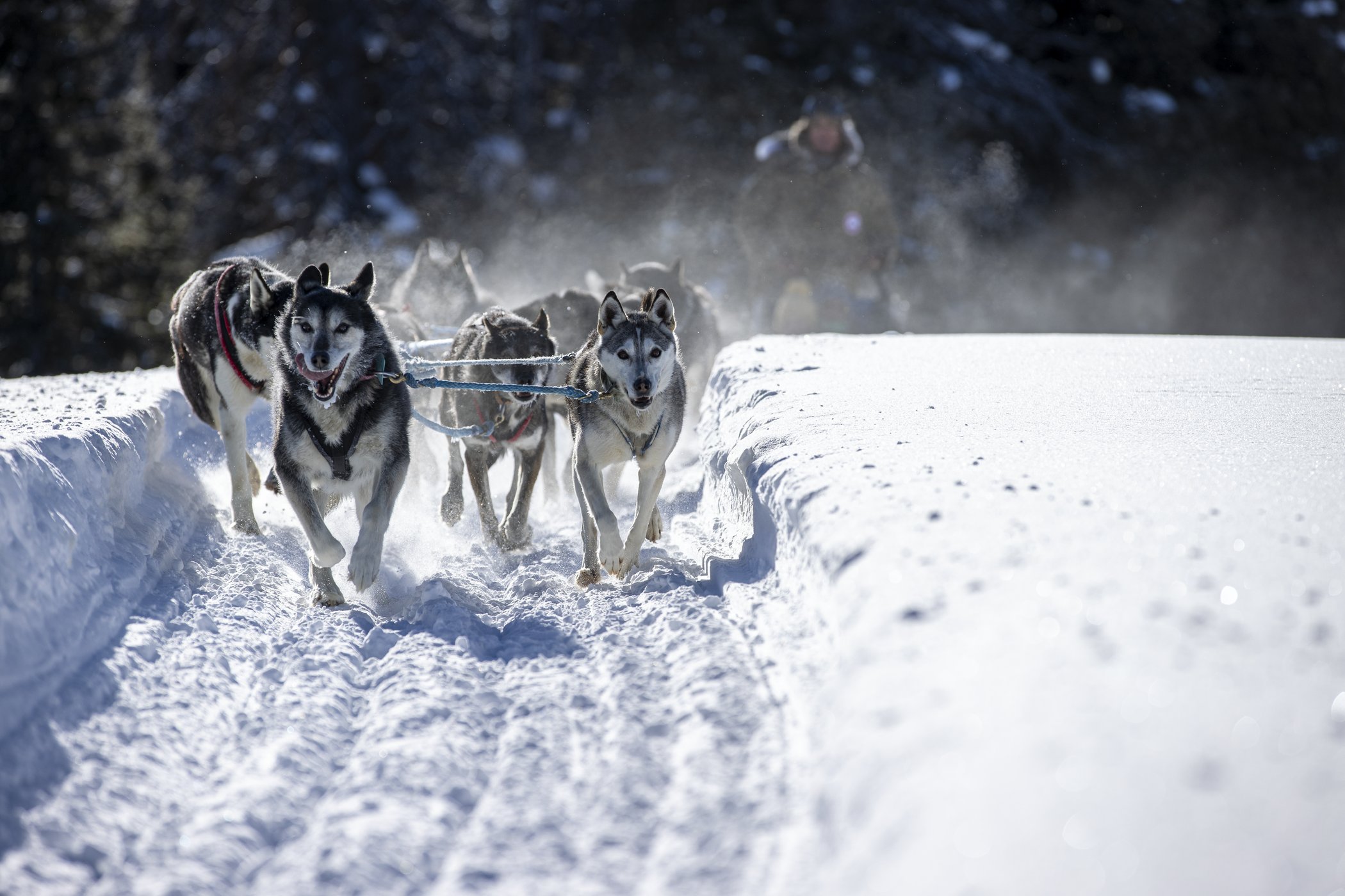 Dog Sled Passing Through If Anya Wants To Win A Storied Dog Sled Race,