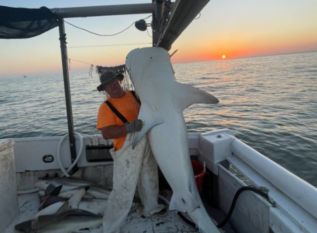 Apex Shark Charter Fishing | Gulf Shores & Orange Beach Apex Shark Charter Fishing | Gulf Shores & Orange Beach