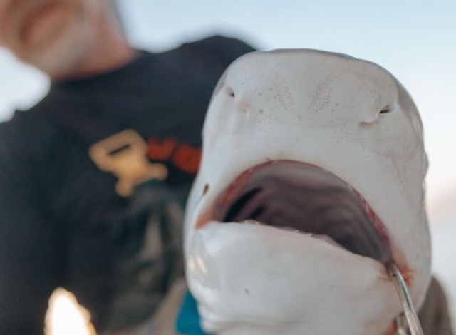 Apex Shark Charter Fishing | Gulf Shores & Orange Beach Apex Shark Charter Fishing | Gulf Shores & Orange Beach