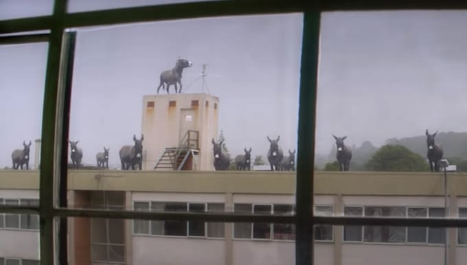 Zavy + StopPress Social Scoreboard: McDonald’s Monopoly, a duck crossing and an escaping donkey ...