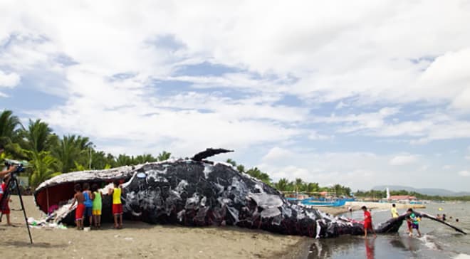 Another weird sea creature washes up on the beach - stoppress.co.nz