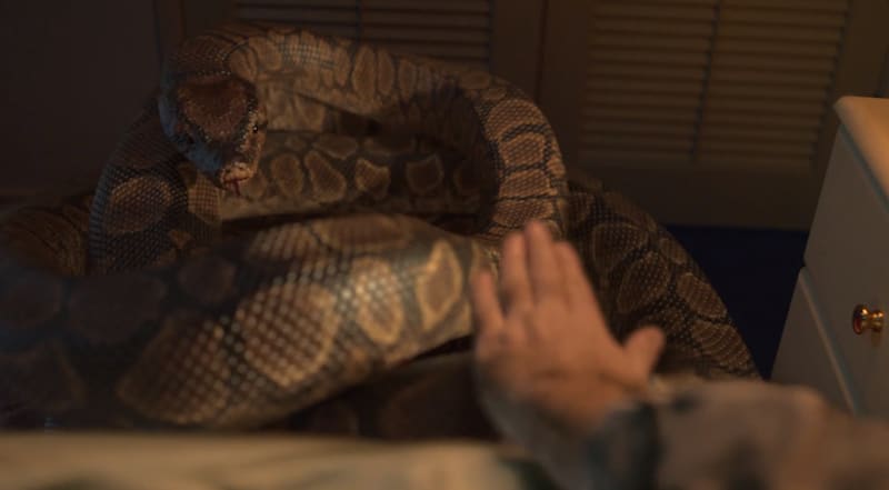 The Co-operative Bank introduces Jeff the snake - stoppress.co.nz