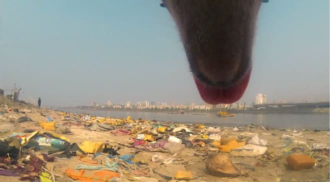 A sad day in the life of a Mumbai stray - stoppress.co.nz