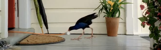 Genesis Energy powers up for a pitch - stoppress.co.nz