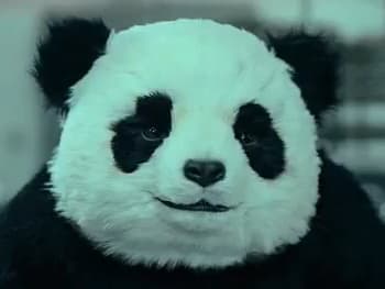 Psychic octopus predicts post about greed, pandas, vuvuzelas and bones ...