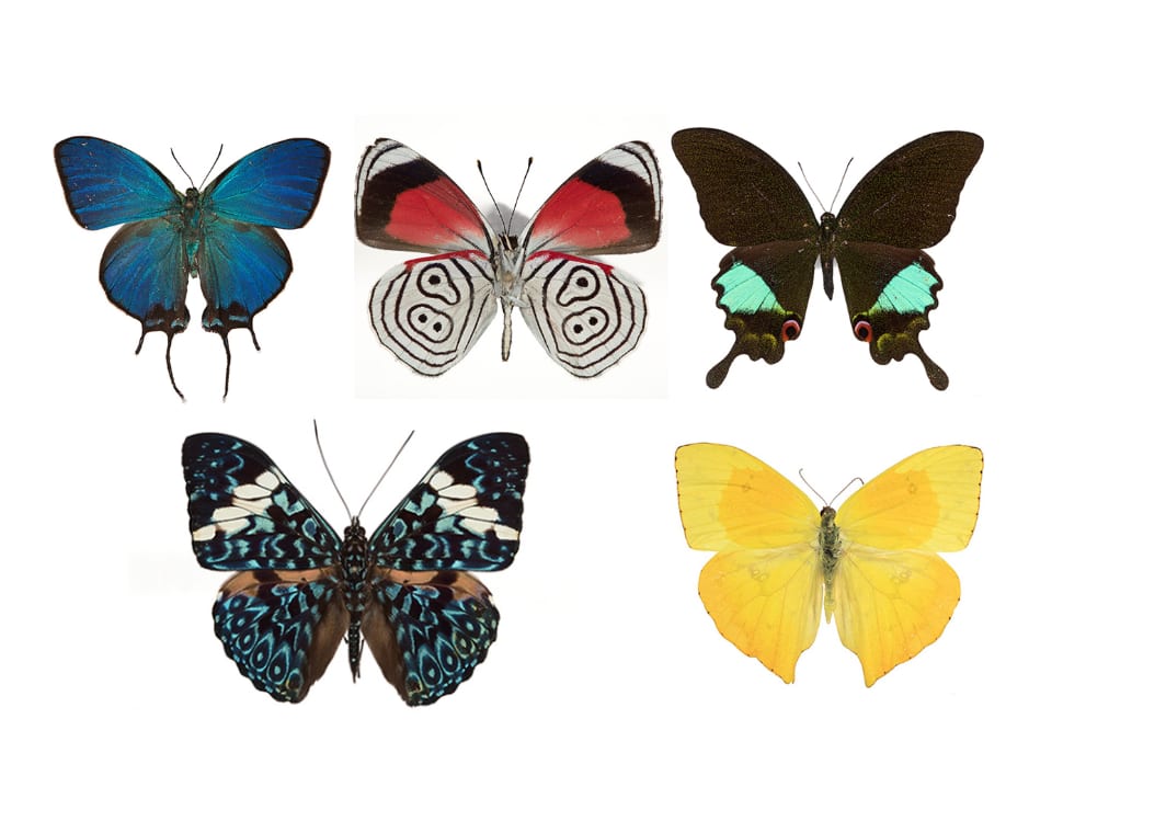 Secret life of (digital) butterflies: How Method helped make Auckland ...