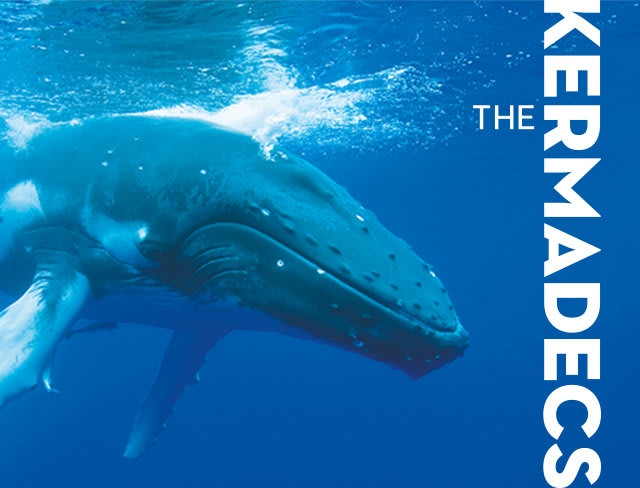 The power of design: How branding helped create an enormous ocean ...