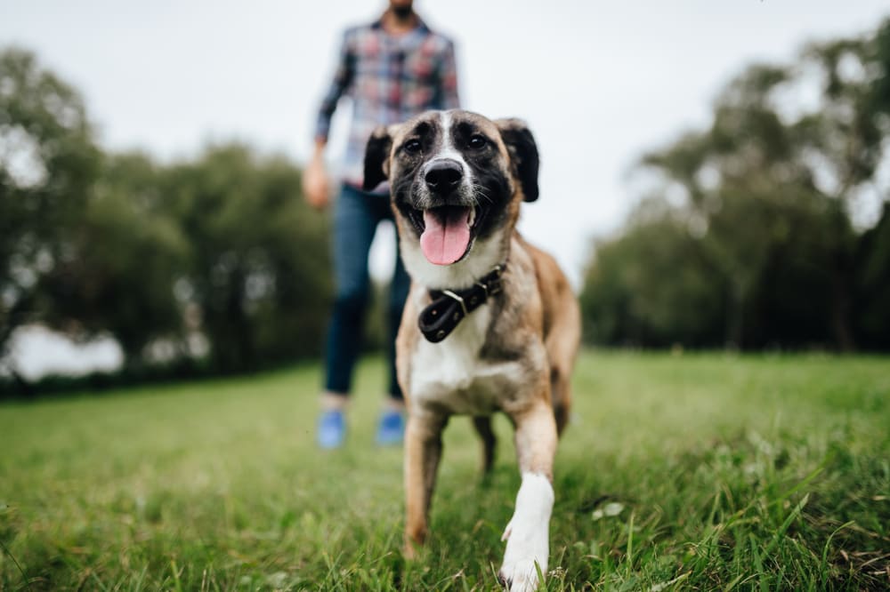 How to keep your dog healthy and happy - Good Magazine