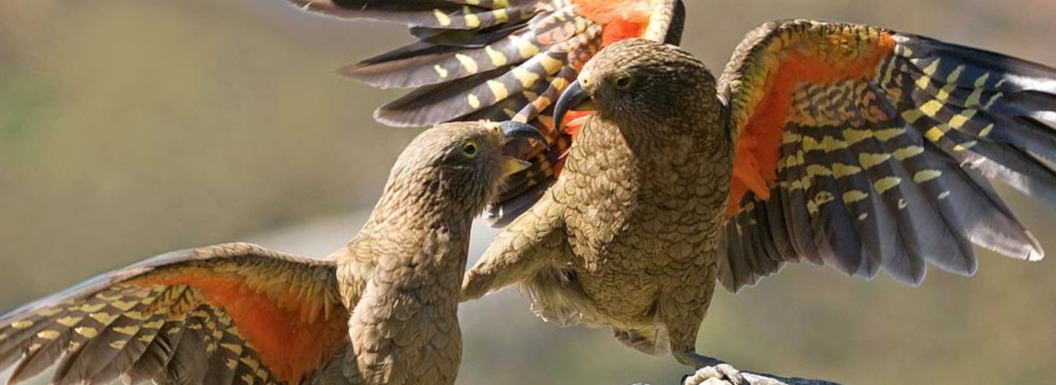 Shooting the endangered kea - Idealog