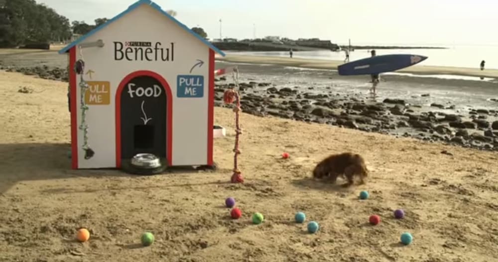 Vending machines are going to the dogs - Idealog