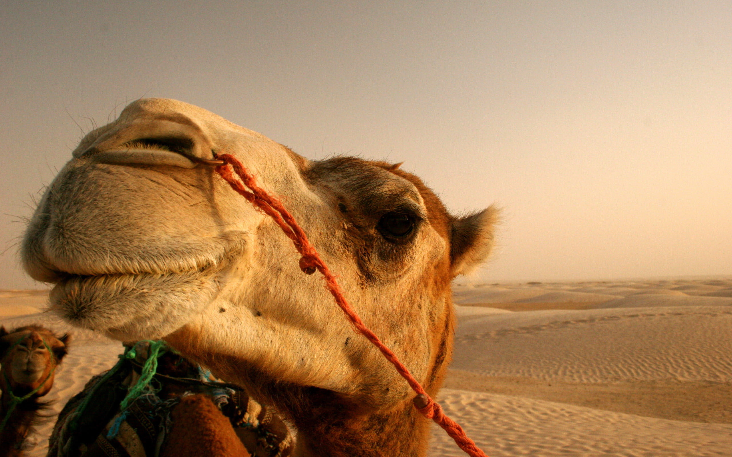 Google Arabia used a camel as a street view car - Idealog