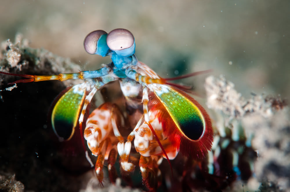 Mantis shrimp eyes show scientists new option to detect cancer cells ...